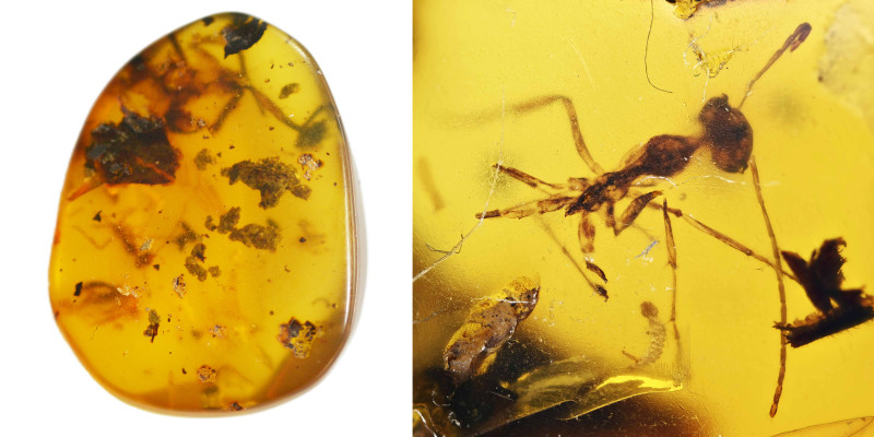 biddr - Sol Numismatik, Auction XVI, lot 692. Burmese amber with insect ...